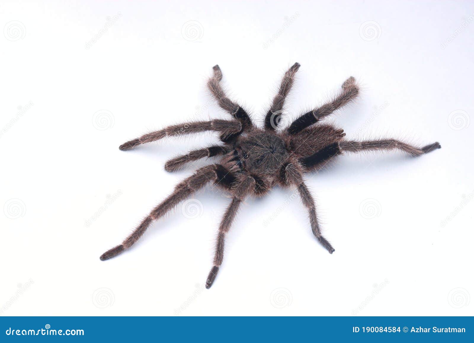 Wildlife Image of Tarantula with White Background Stock Photo - Image ...