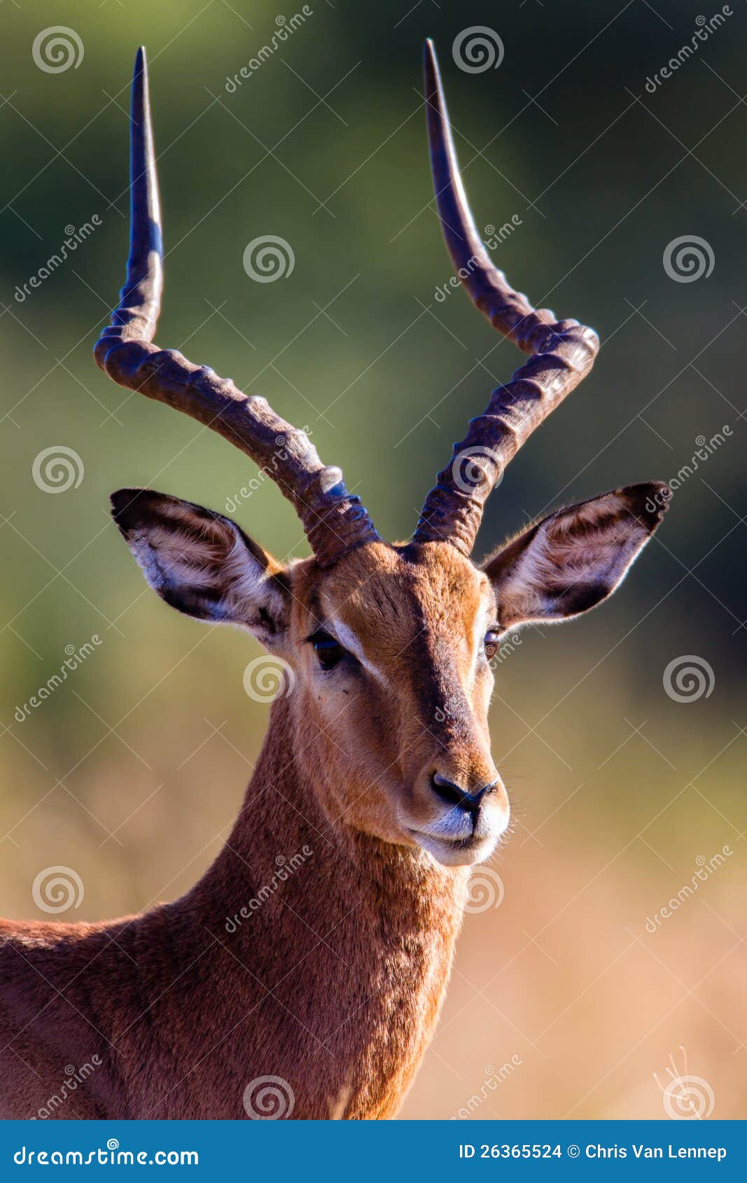 Impala Buck Jumping Stock Photography | CartoonDealer.com #82196498