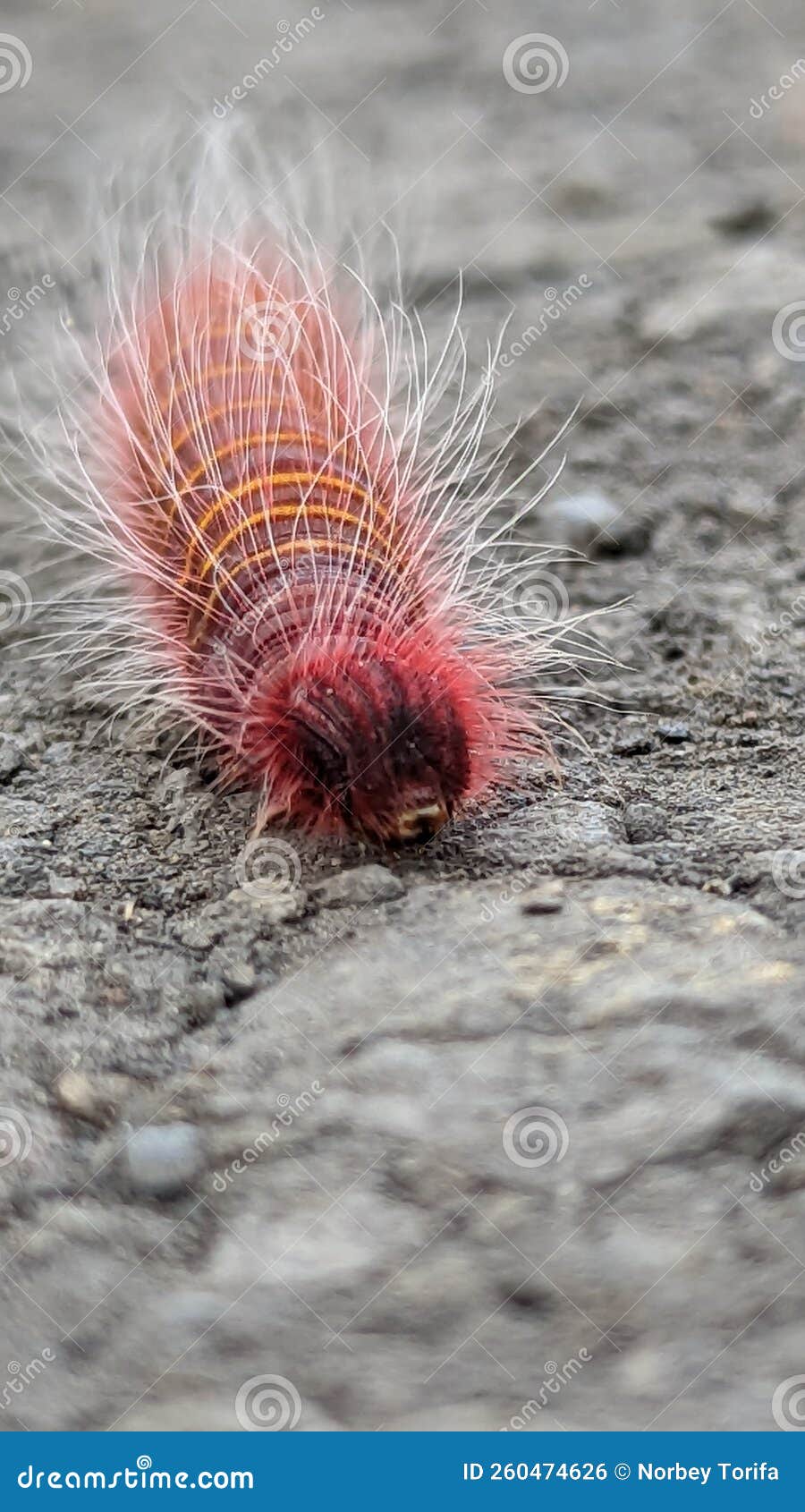 Wildlife , Insect from Colombia Stock Photo - Image of plant, soil ...