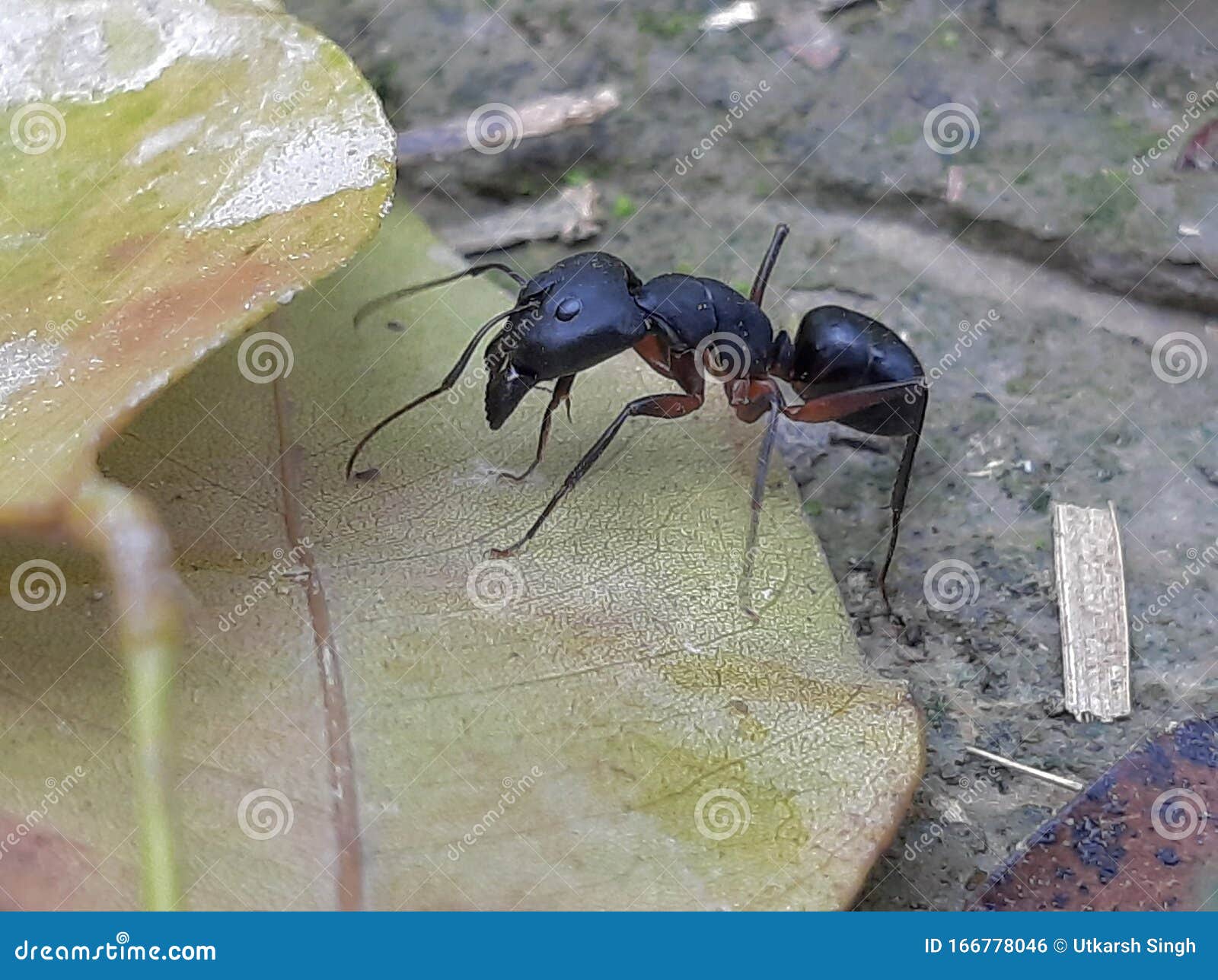 Wildlife Insect Ant Portrait Stock Photo - Image of insect, wildlife ...
