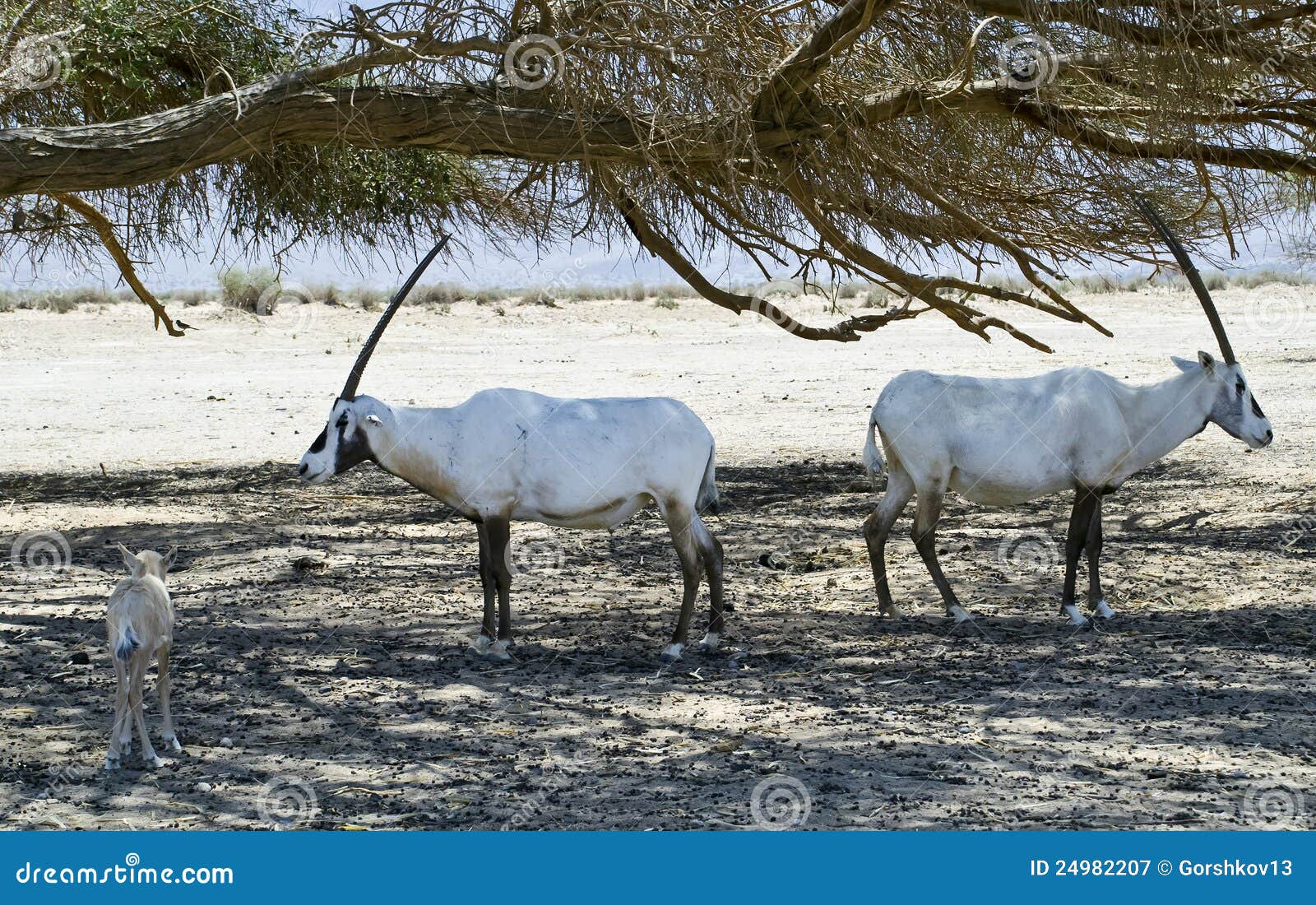 Wildlife of Israeli Savanna Stock Image - Image of reserve, sign: 24982207