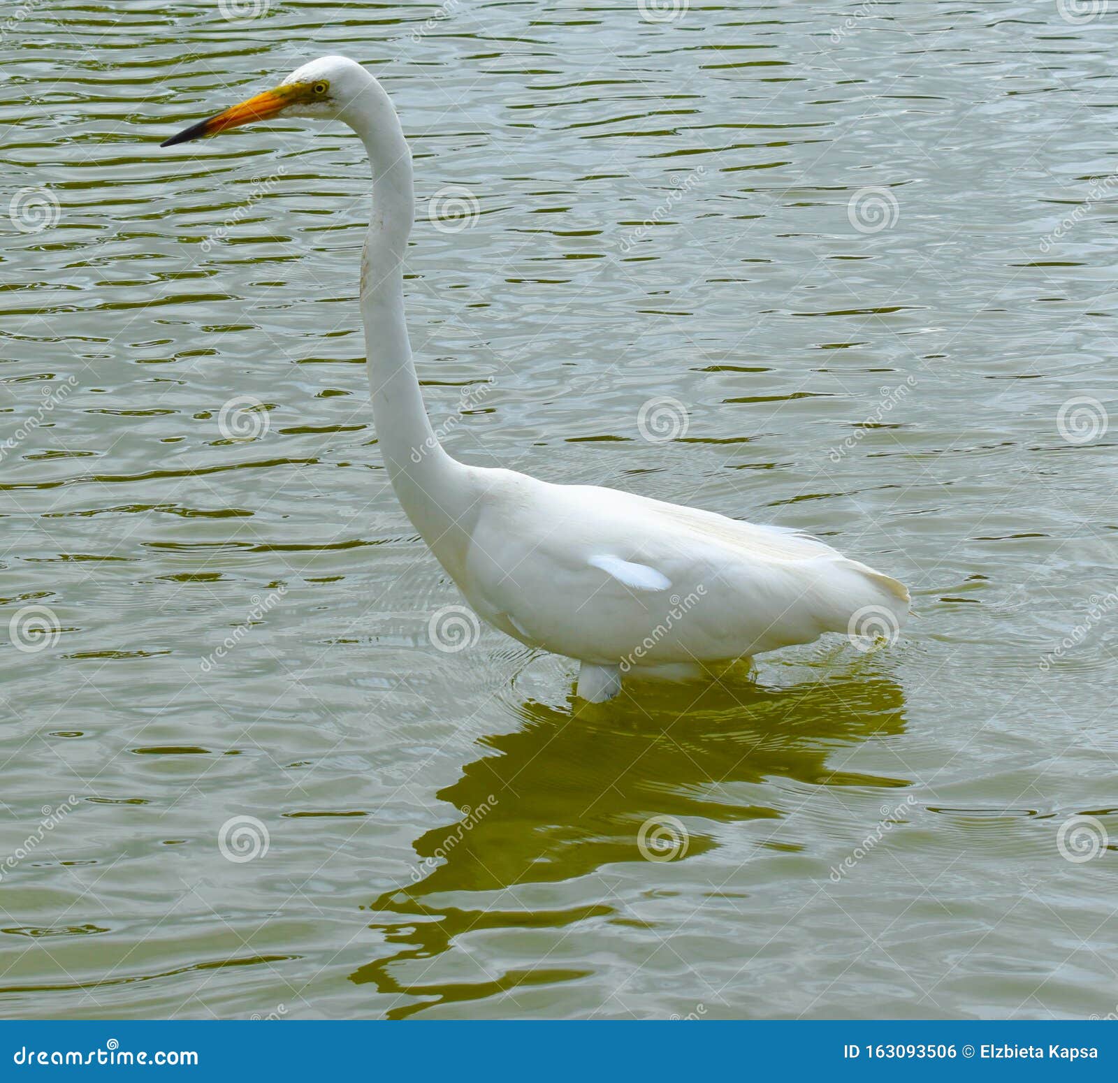 Wildlife in Japan, birds stock photo. Image of wild - 163093506