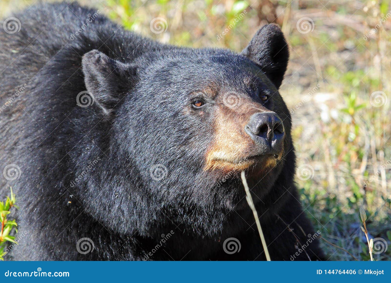 Black bear stretching stock photo. Image of alberta - 144764406