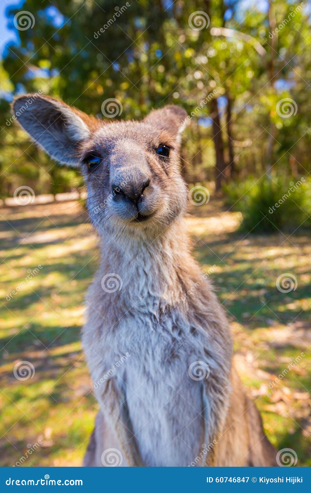 Wildlife Kangaroo in park stock image. Image of closeup - 60746847