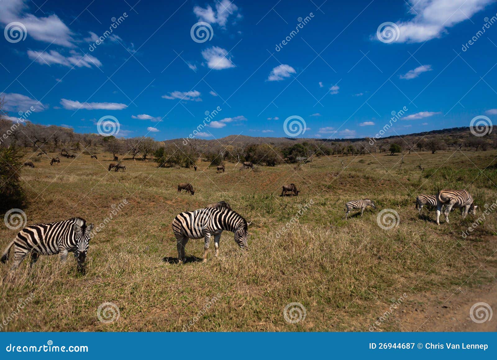 Wildlife Landscape Animals stock image. Image of colors - 26944687