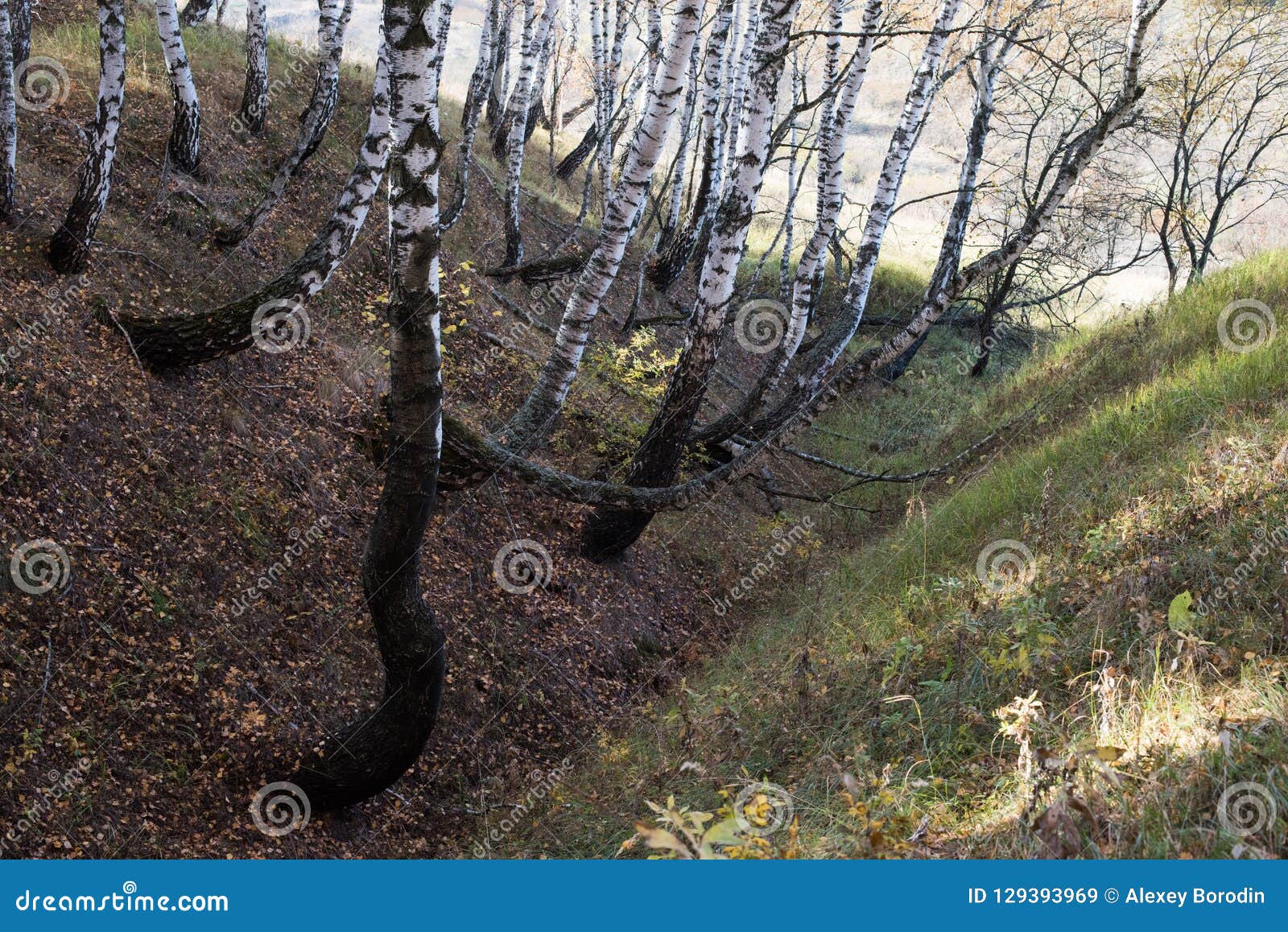 Wildlife Landscape. Crooked Birch Trees in Small Ravine Stock Image ...