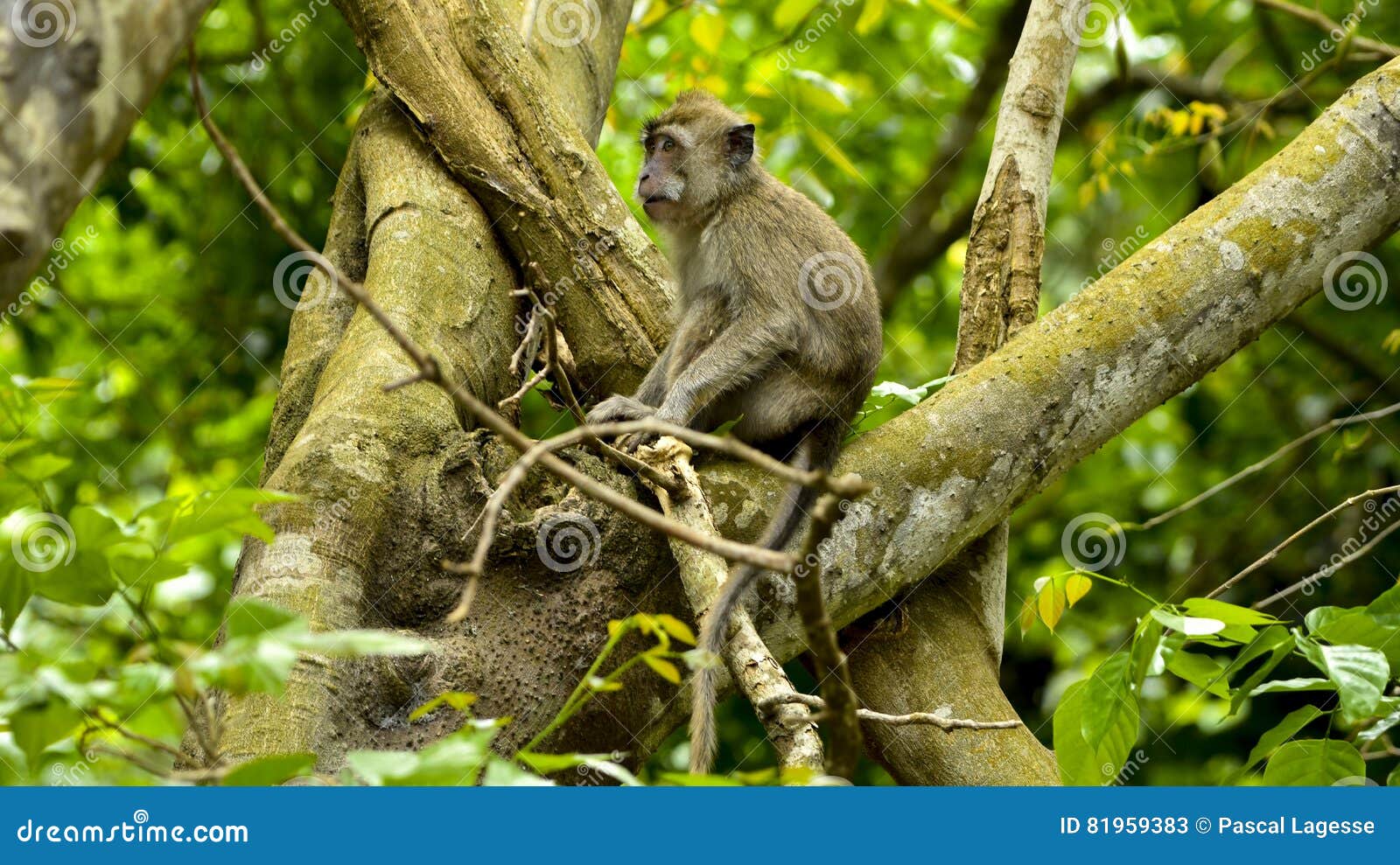 WILDLIFE from MAURITIUS - Wild Macaque Monkey Stock Image - Image of ...