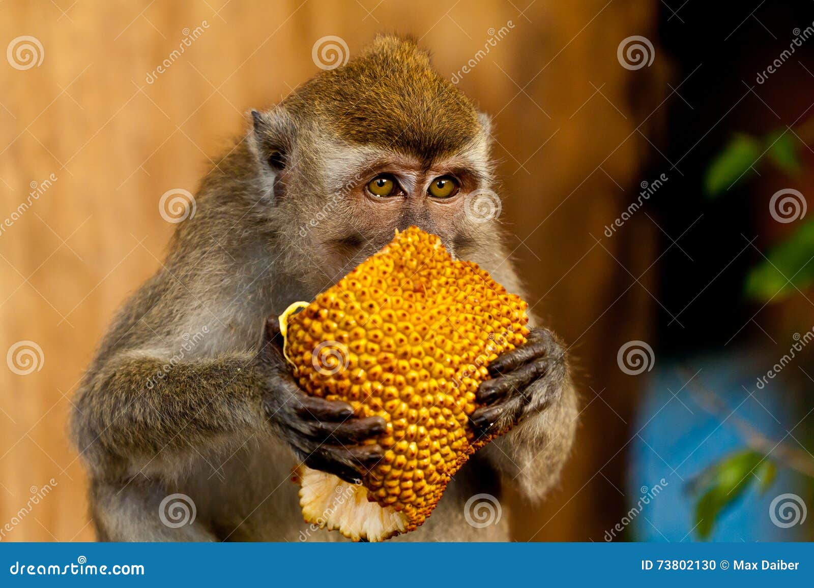 Wildlife Monkey Eats Jackfruit Stock Photo - Image of dirty, cute: 73802130