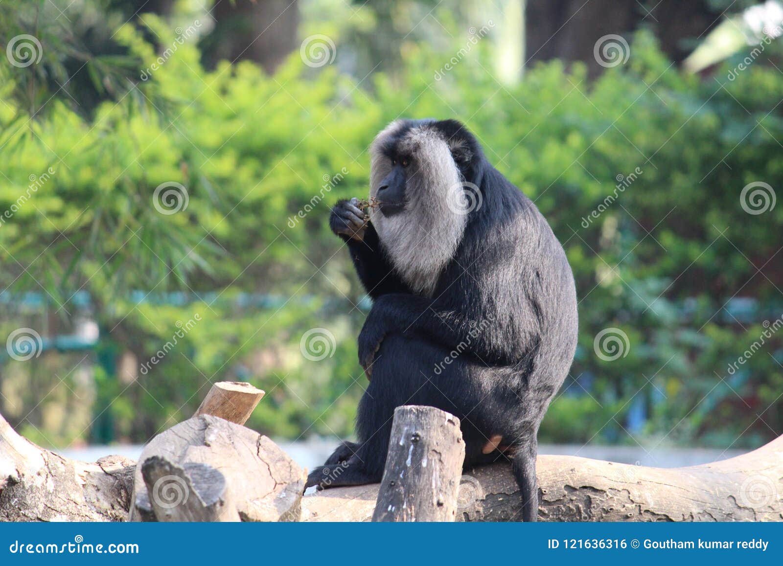 Wildlife stock photo. Image of boring, monkey, wildlife - 121636316