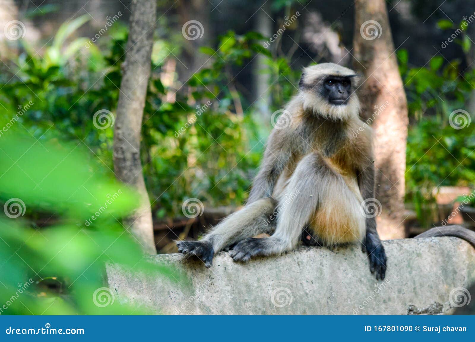 Wildlife Monkey Nature Jungle Landscape Stock Photo - Image of ...