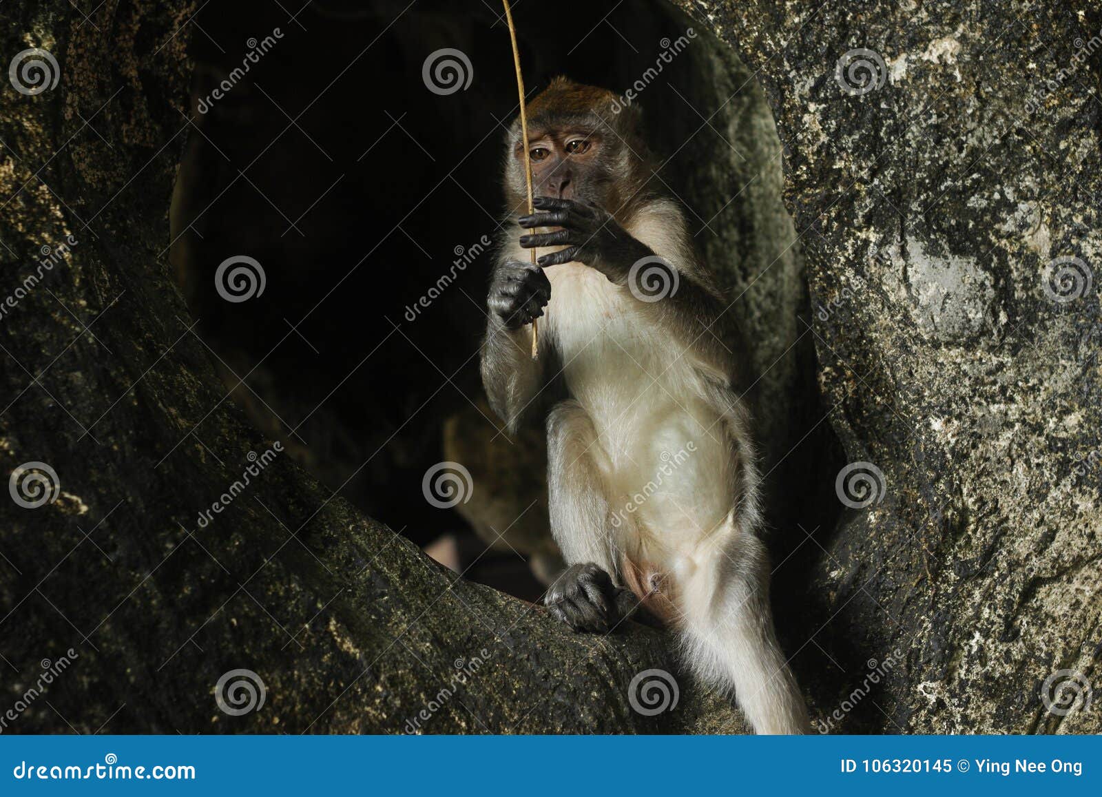 Wildlife Monkey Siting Inside a Hole Stock Image - Image of wildlife ...