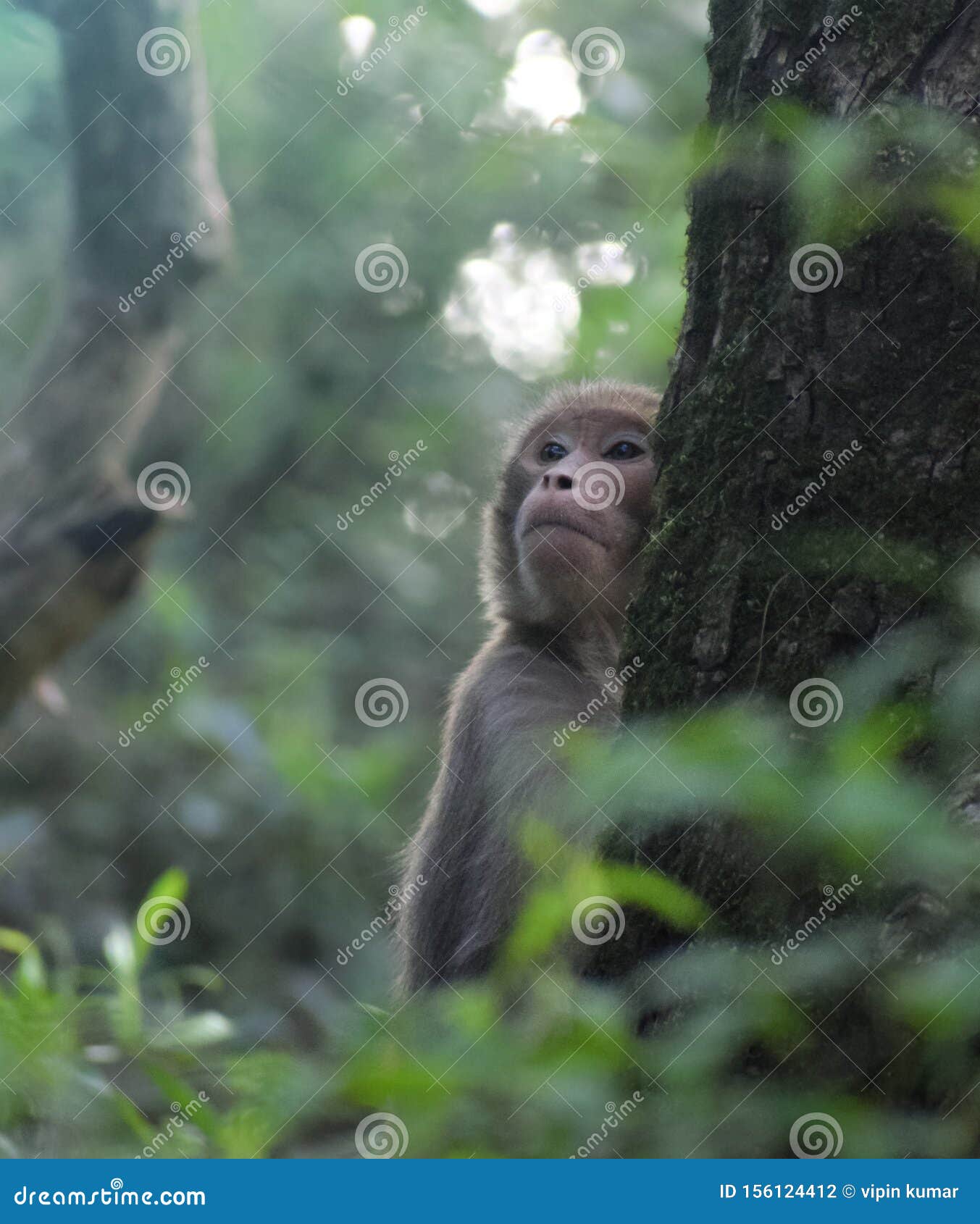 You Can See the Spark in Eyes of this Highly Active Animal. Monkeys are ...