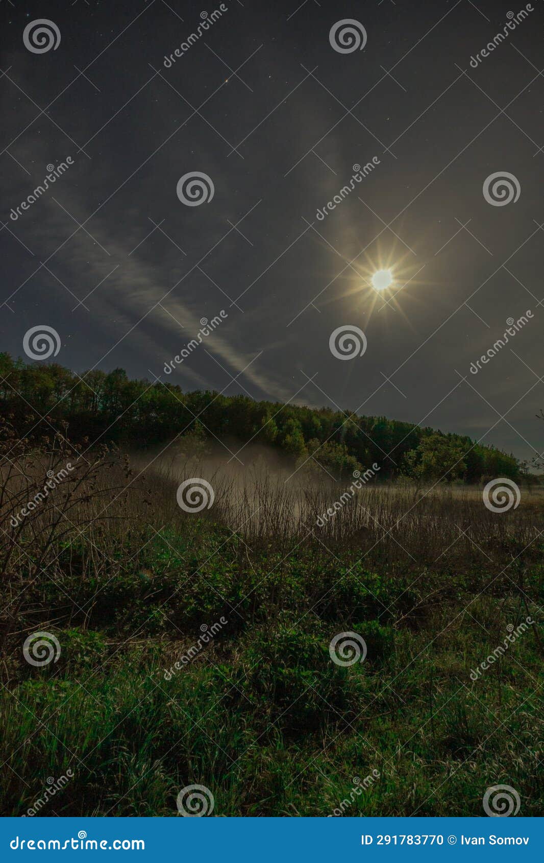 Wildlife at Night in Spring Stock Photo - Image of night, meadow: 291783770