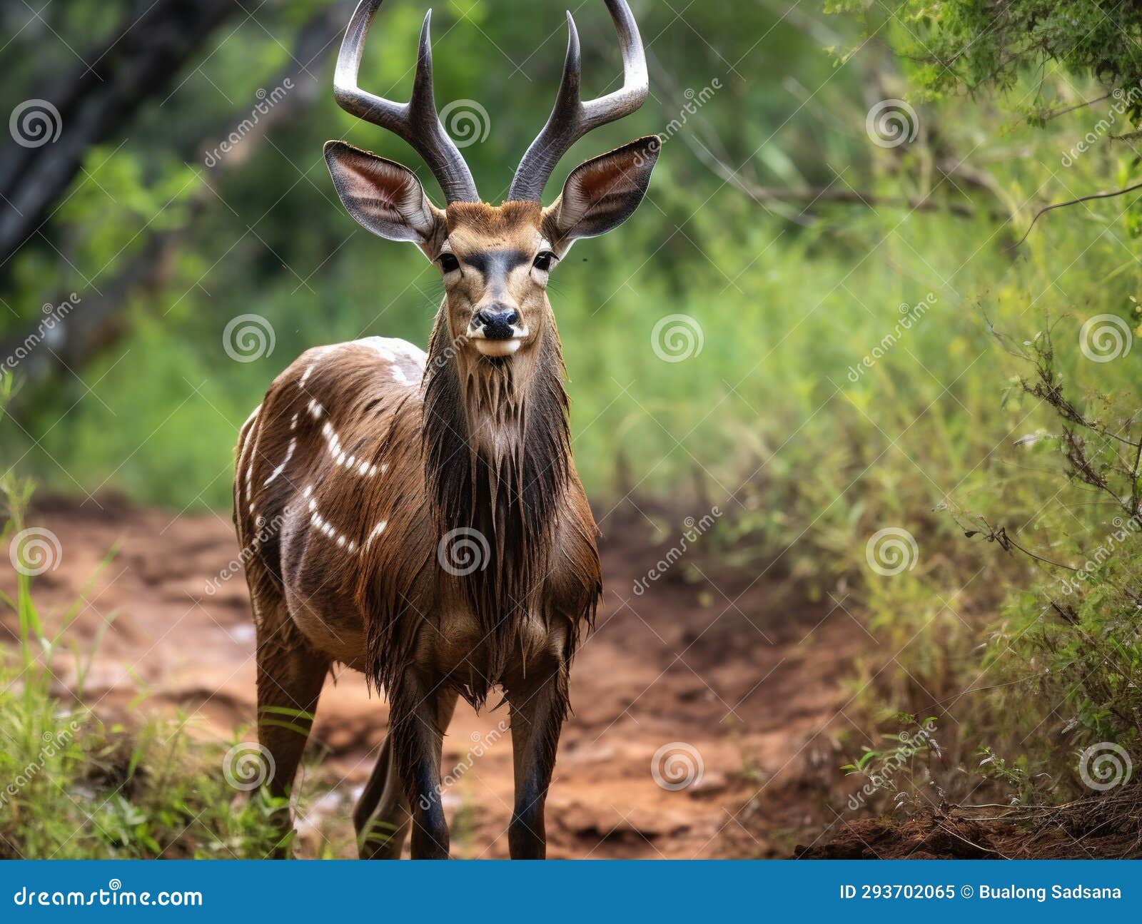Majestic Nyala Antelope Spiral Horns And Size Comparison With Bushbuck ...