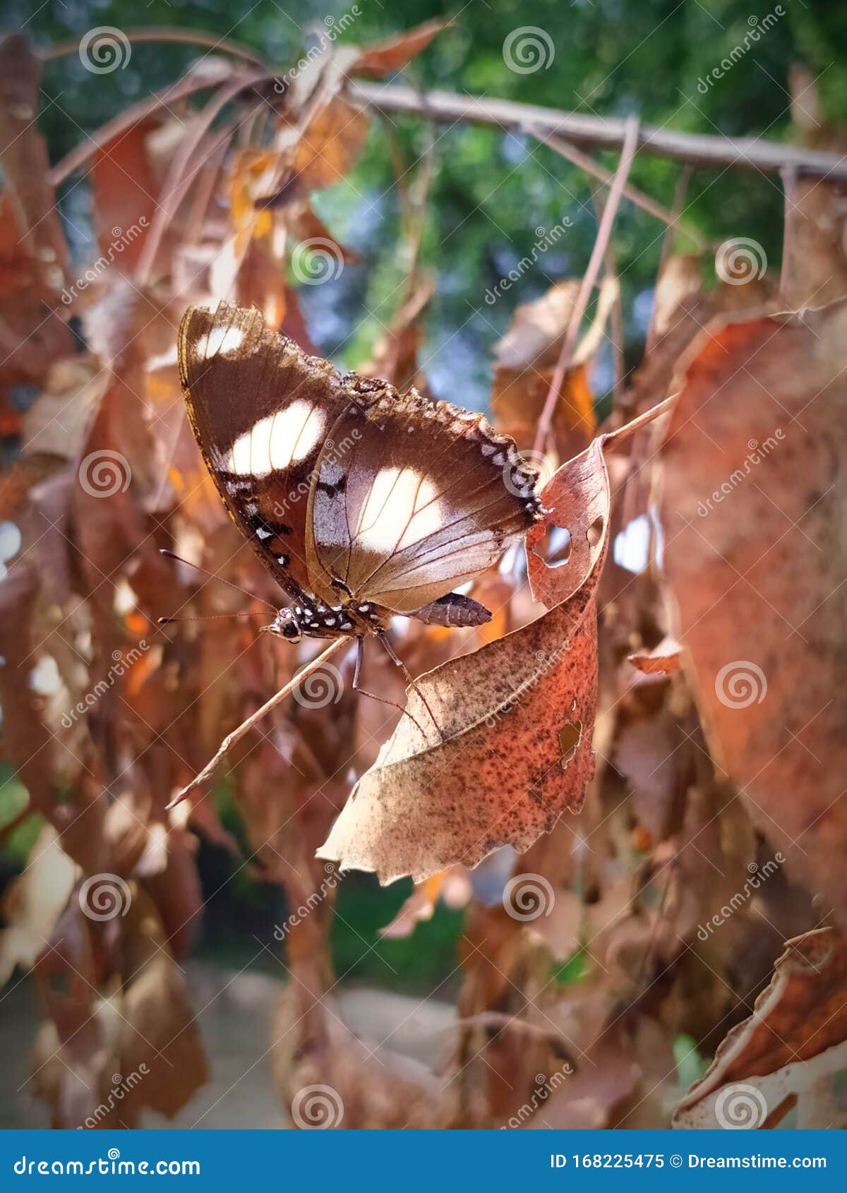 Wildlife in Outdoor Beautiful Butterfly Stock Image - Image of outdoor ...