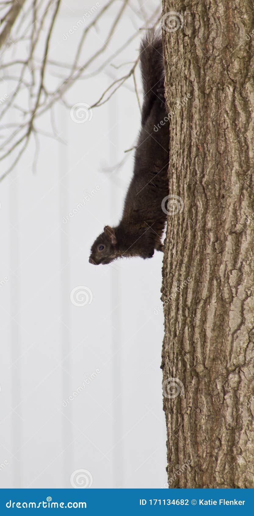 Squirrel Climbing Down a Tree Stock Photo - Image of furry, season ...