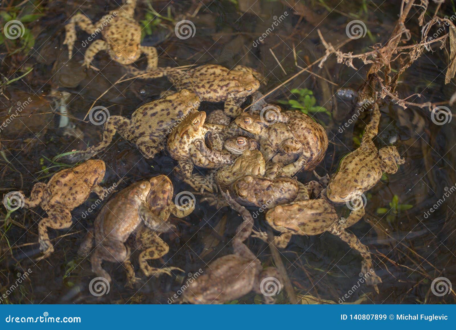 Group of Common Toads Bufo Bufo - Mating, in Czech Republic Stock Image ...