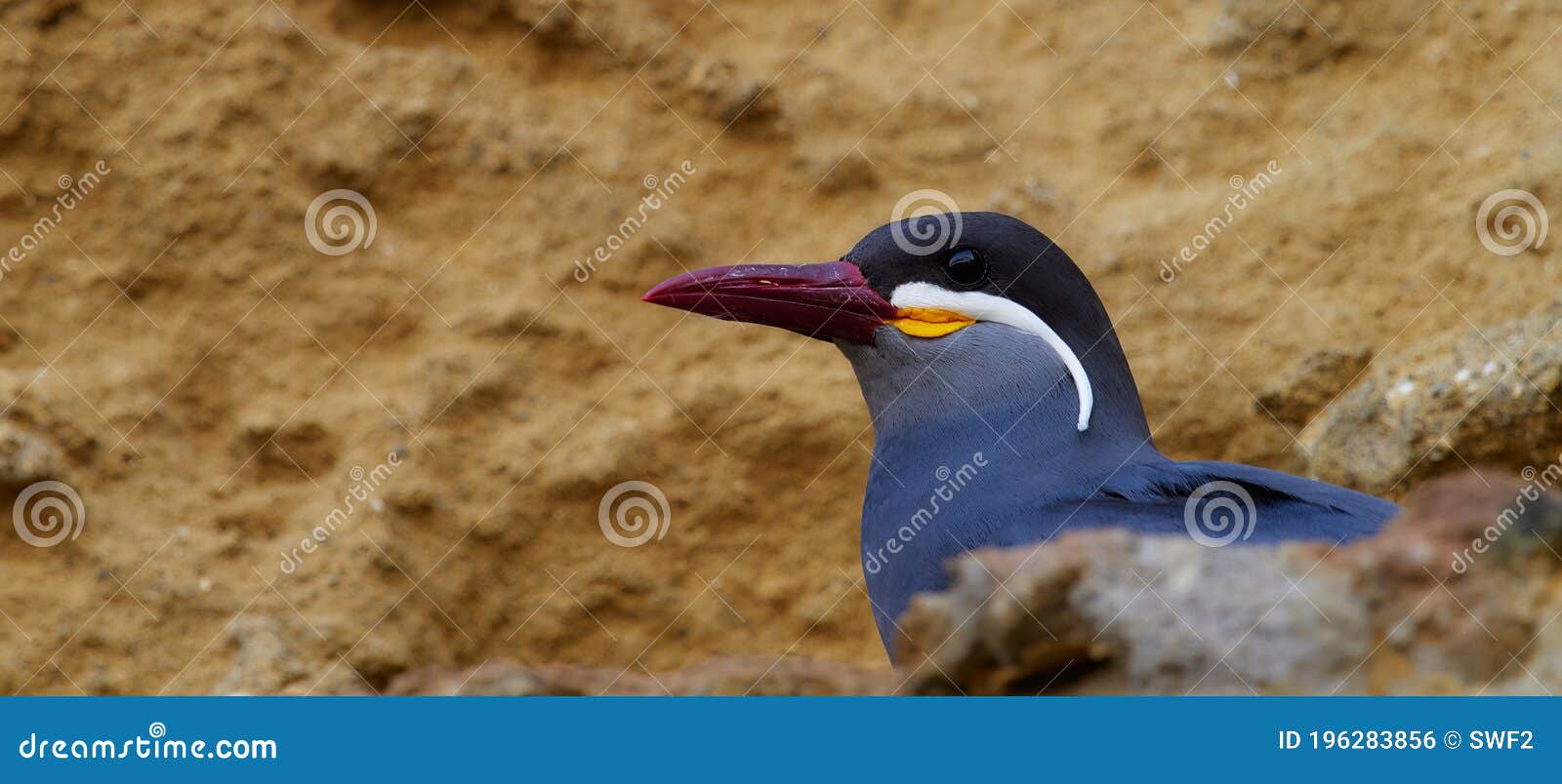 Wildlife Photo of a Inca Tern - Larosterna Inca Stock Photo - Image of ...