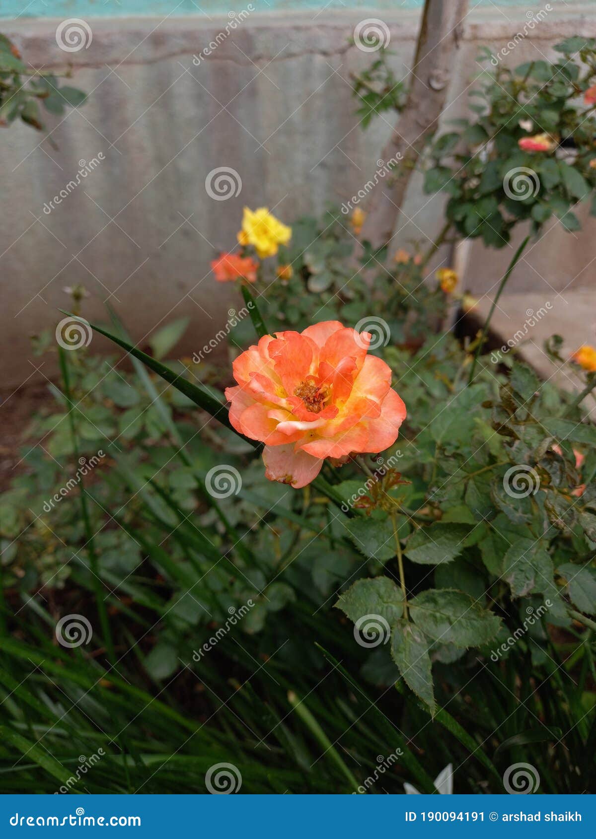 Wildlife photography rose stock image. Image of leaf - 190094191