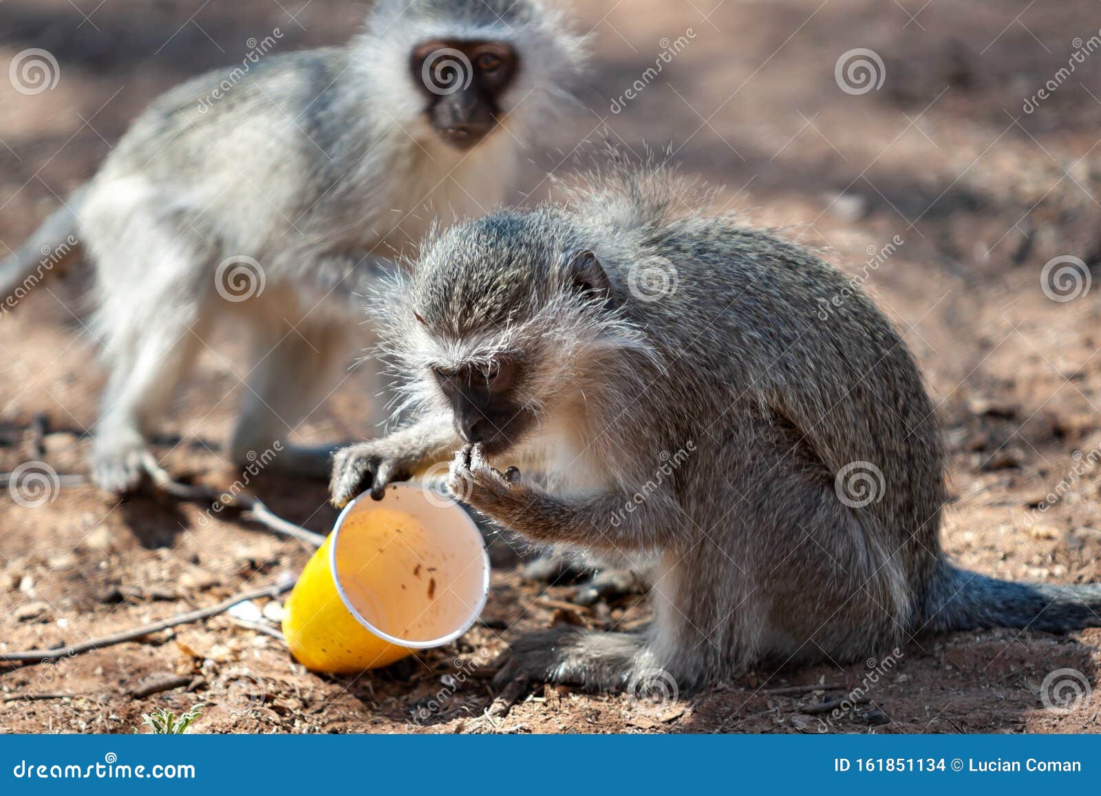 Wildlife problems stock photo. Image of primate, problems - 161851134