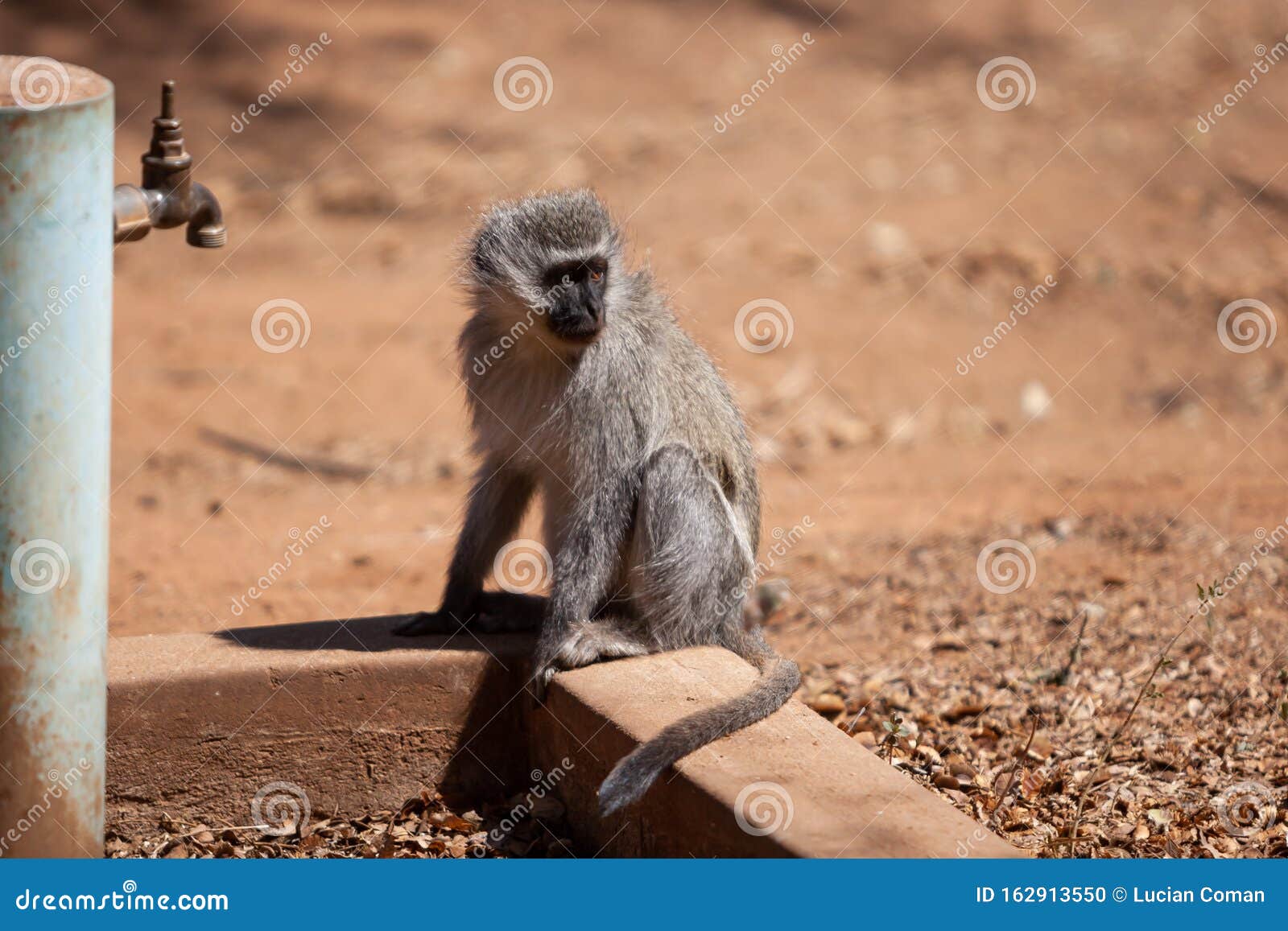Wildlife problems stock photo. Image of heat, problems - 162913550