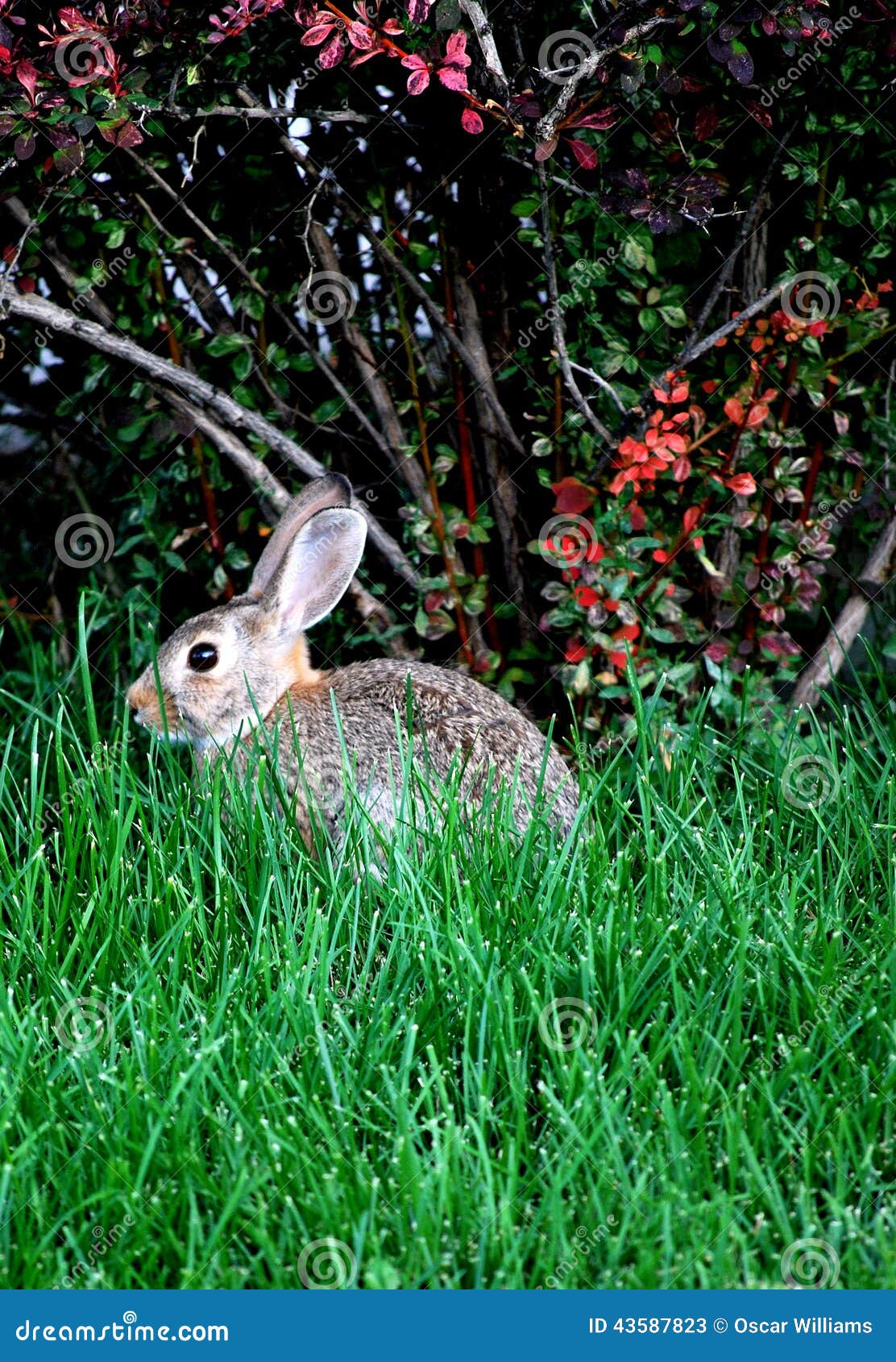 Wildlife rabbit. stock image. Image of wildlife, animal - 43587823