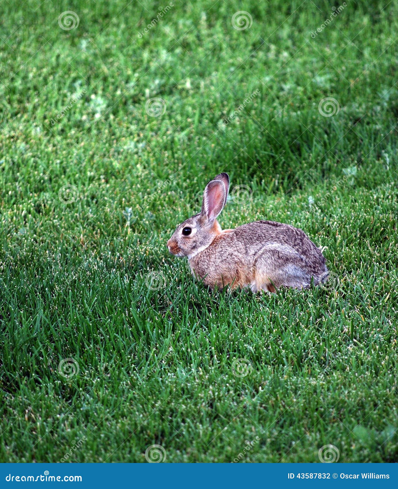 Wildlife rabbit. stock photo. Image of alert, sitting - 43587832