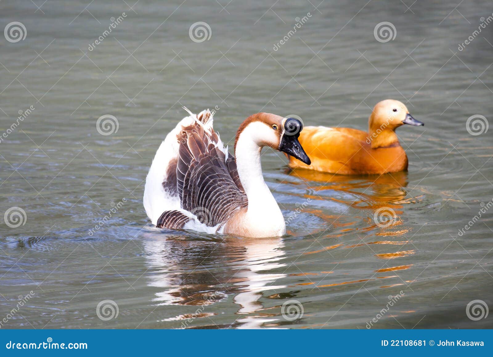 Wildlife Red Teal and Goose Stock Image - Image of coat, swim: 22108681