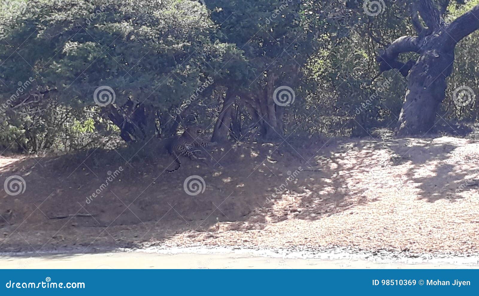 Wildlife stock image. Image of relaxing, predator, wild - 98510369