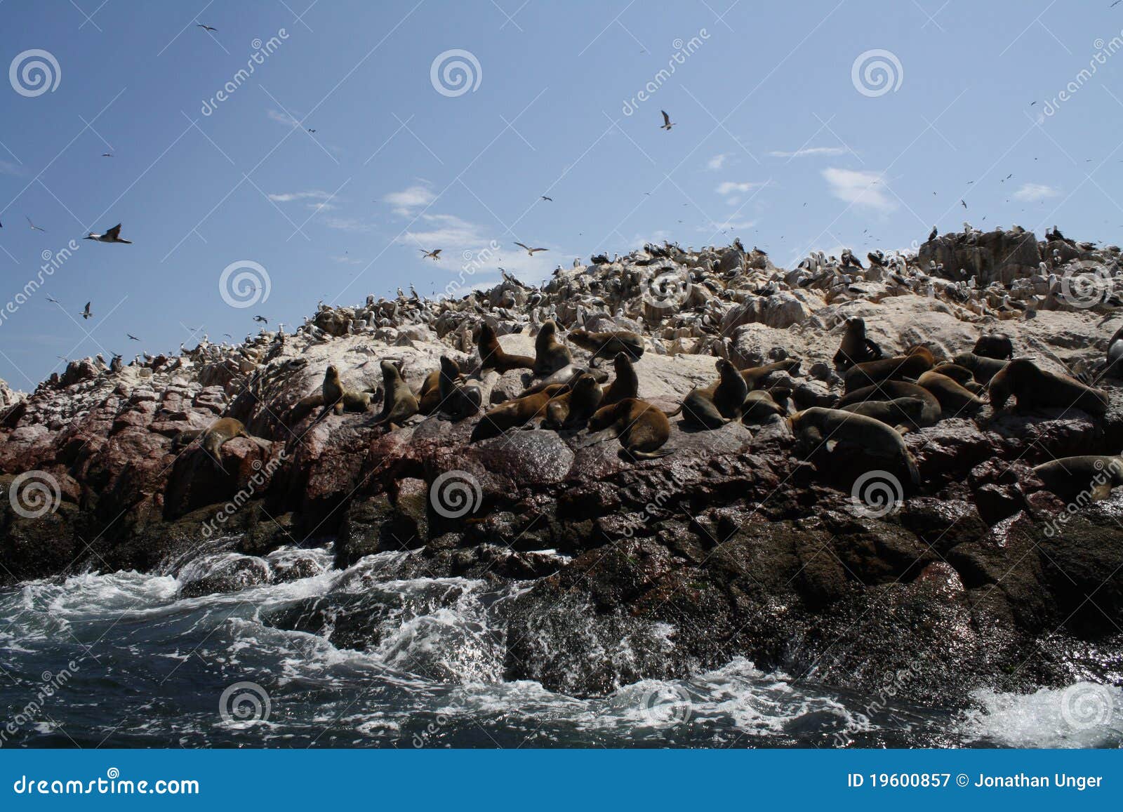 Wildlife on Rocks stock image. Image of nature, seagull - 19600857
