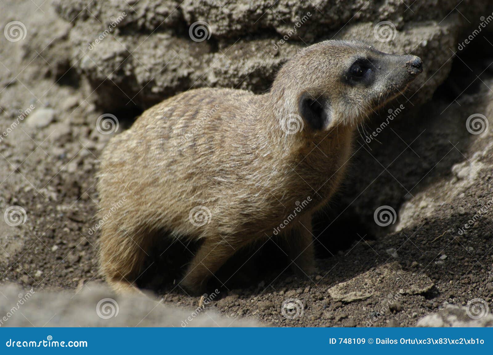 Wildlife rodent stock image. Image of mouse, zoological - 748109