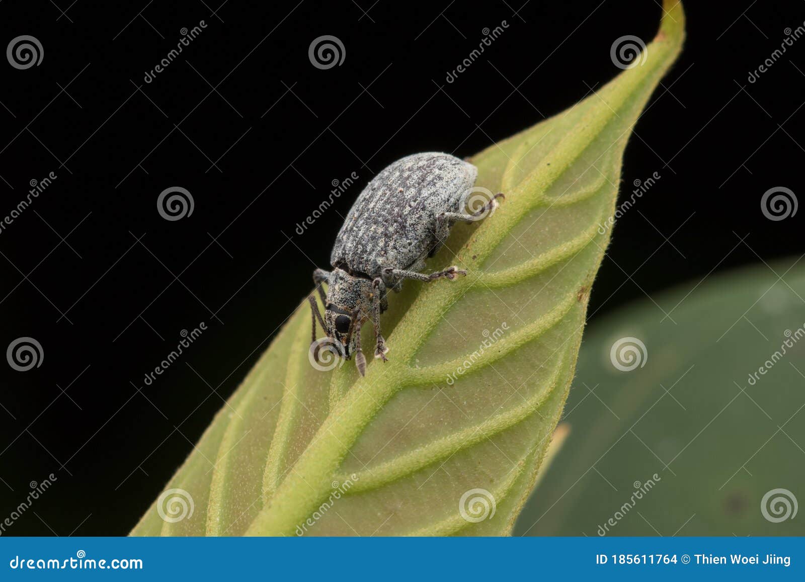 Wildlife Scene Image of a Tiny Weevil Stock Photo - Image of nose ...