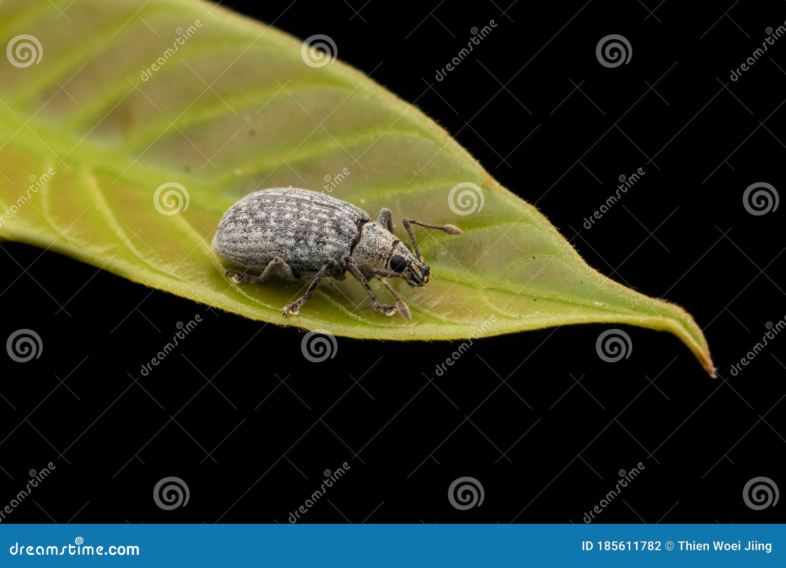 Wildlife Scene Image of a Tiny Weevil Stock Photo - Image of redstripes ...