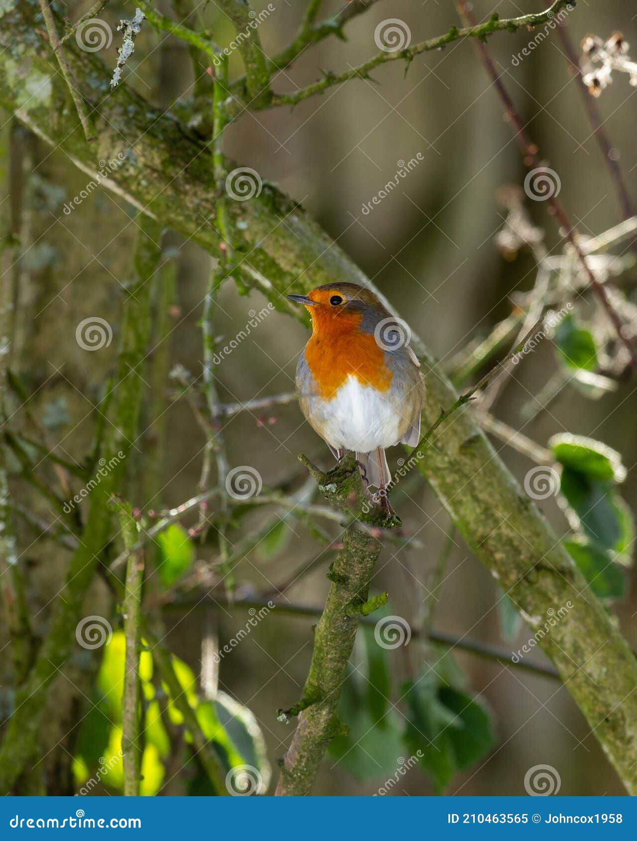 Robin in a tree. stock image. Image of wildlife, feathers - 210463565