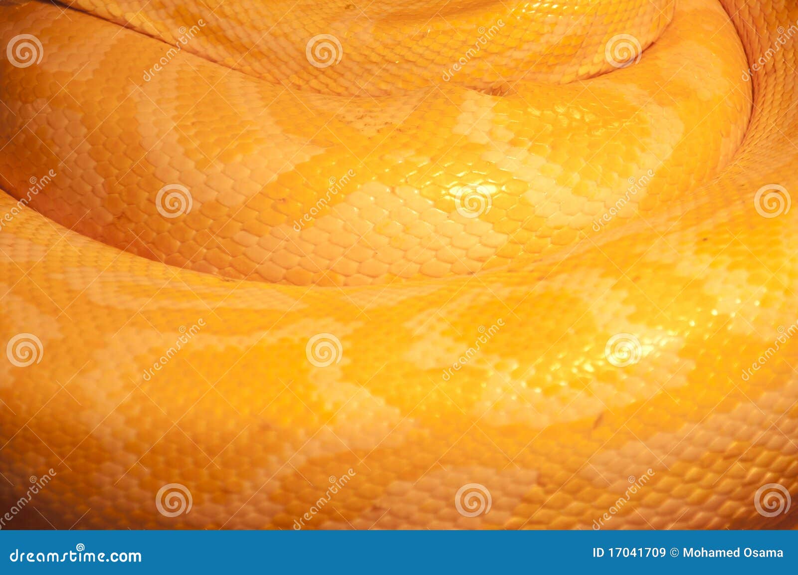 Snake Skin Pattern Mamba Stock Photos - Free & Royalty-Free Stock ...