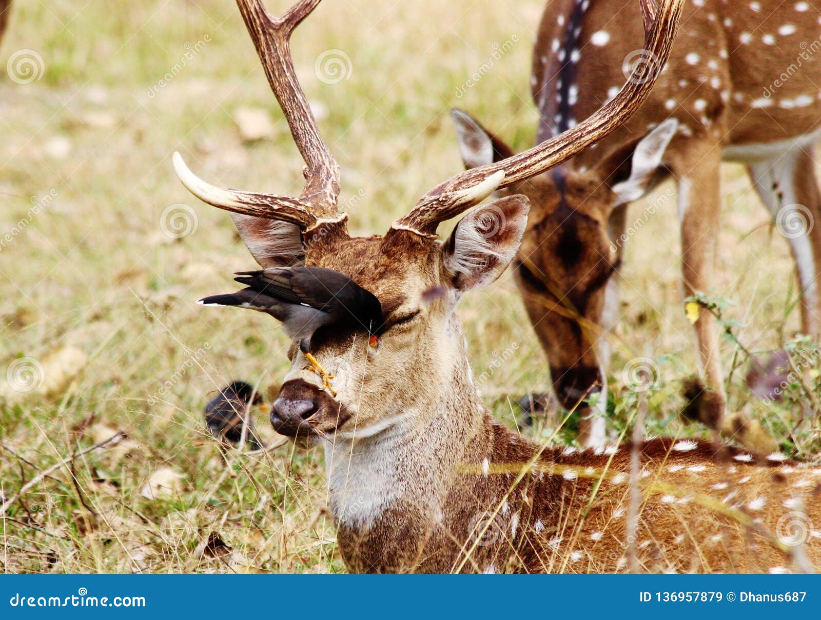 Wildlife stock image. Image of intimacy, forest, nature - 136957879