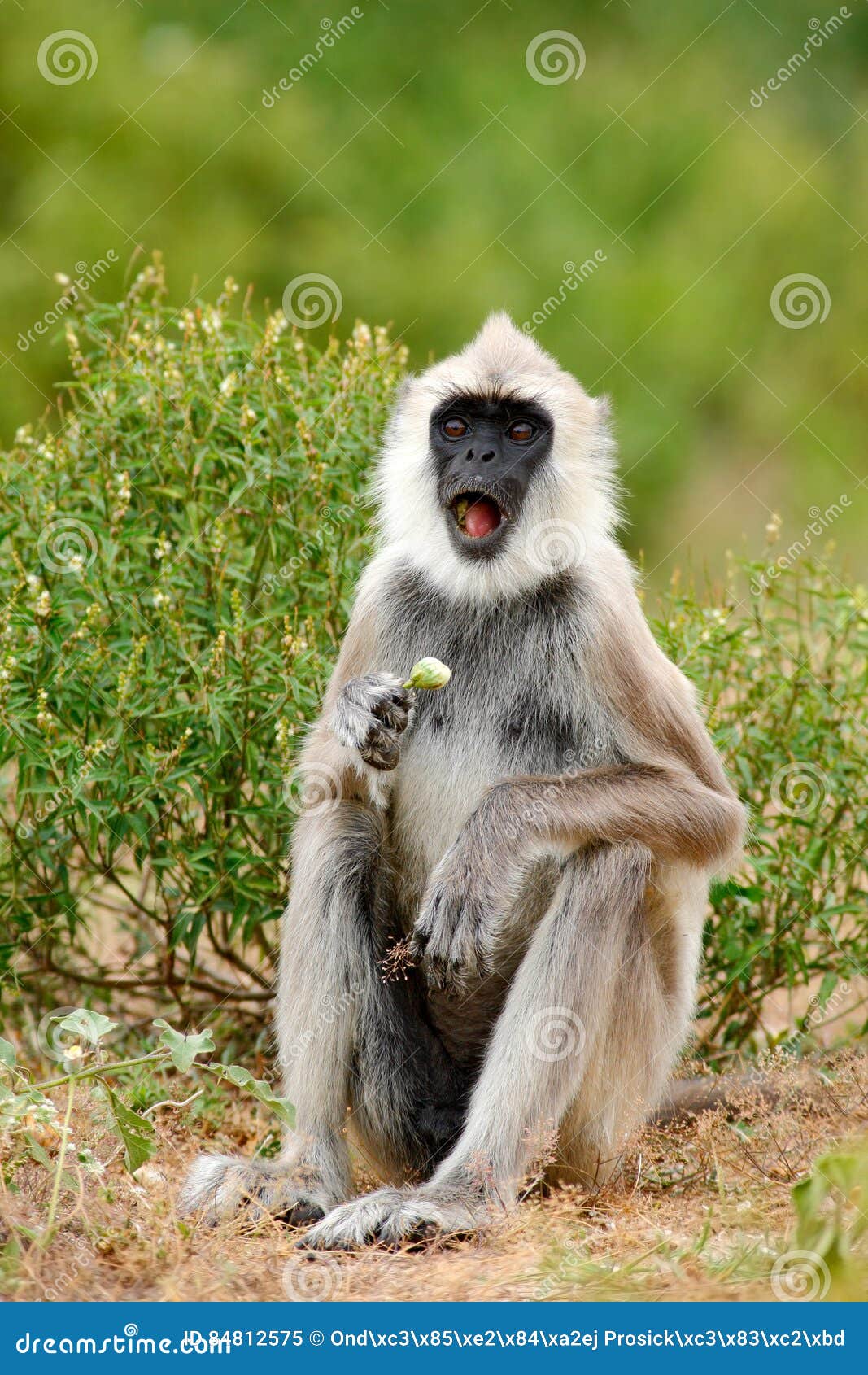 Wildlife of Sri Lanka. Animal with Open Muzzle Stock Image - Image of ...