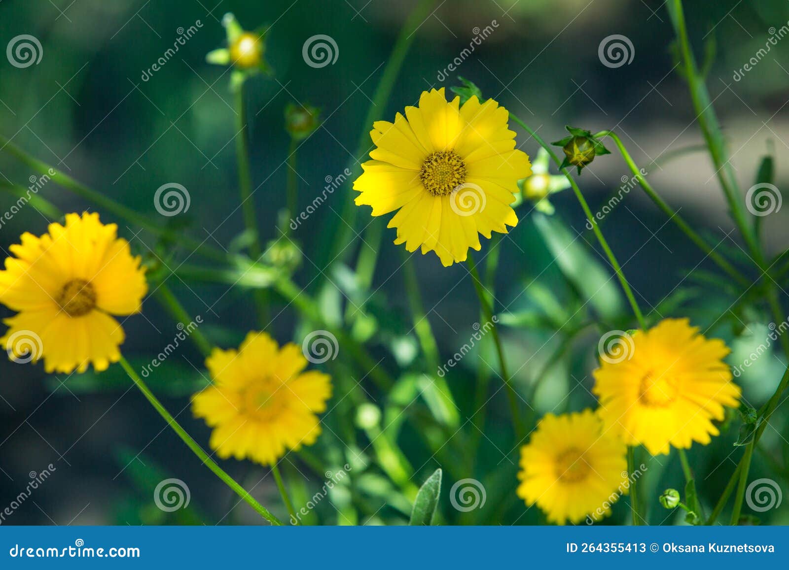 Wildlife, Summer Time. Flowering Yellow Decorative Daisy, Coreopsis ...