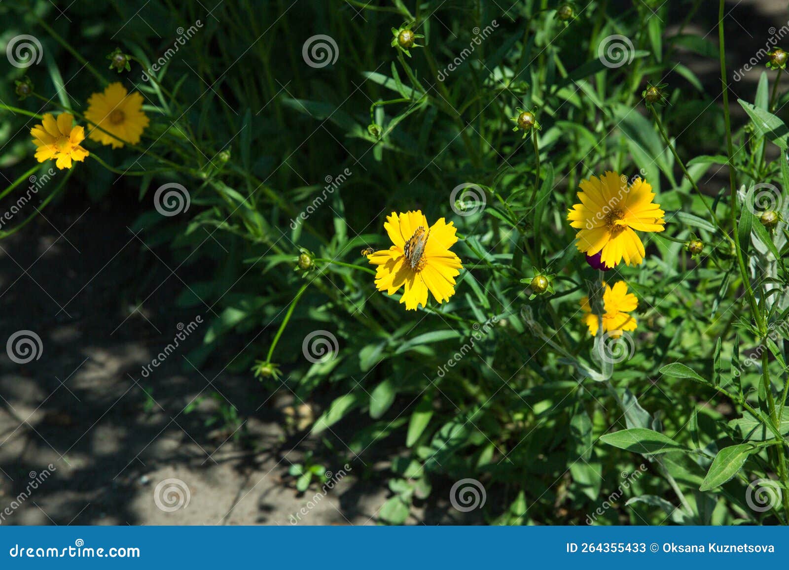 Wildlife, Summer Time. Flowering Yellow Decorative Daisy, Coreopsis ...