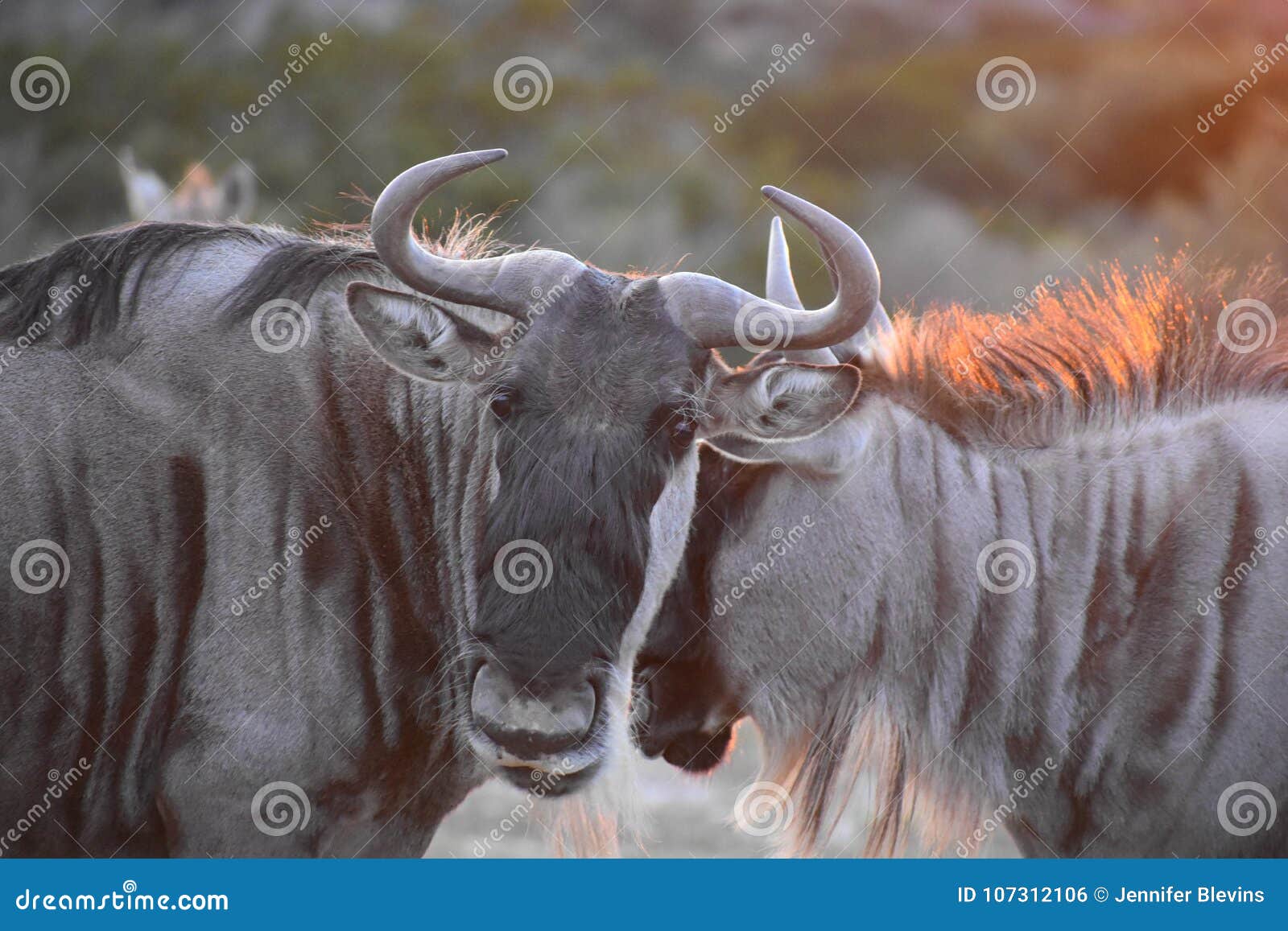 Wildlife at sunset stock photo. Image of outdoor, nature - 107312106