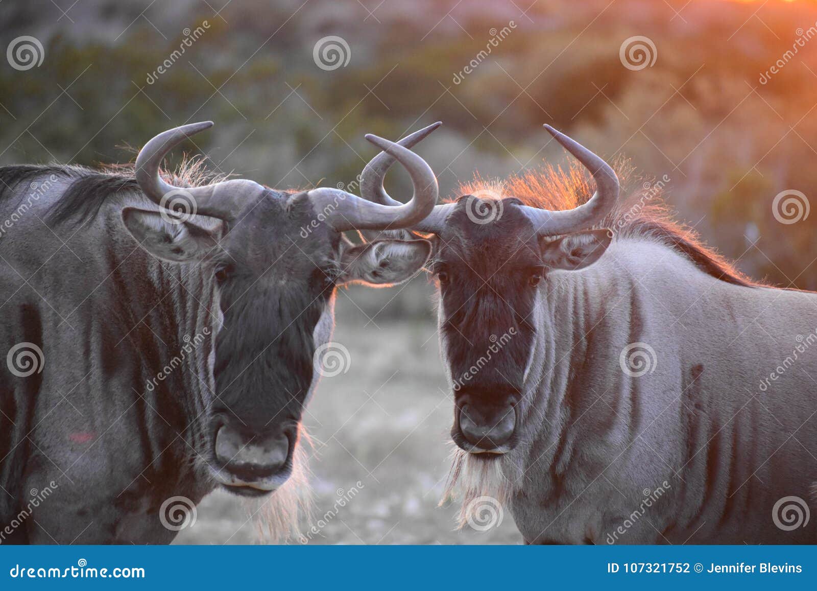 Wildlife at sunset stock photo. Image of dawn, safari - 107321752