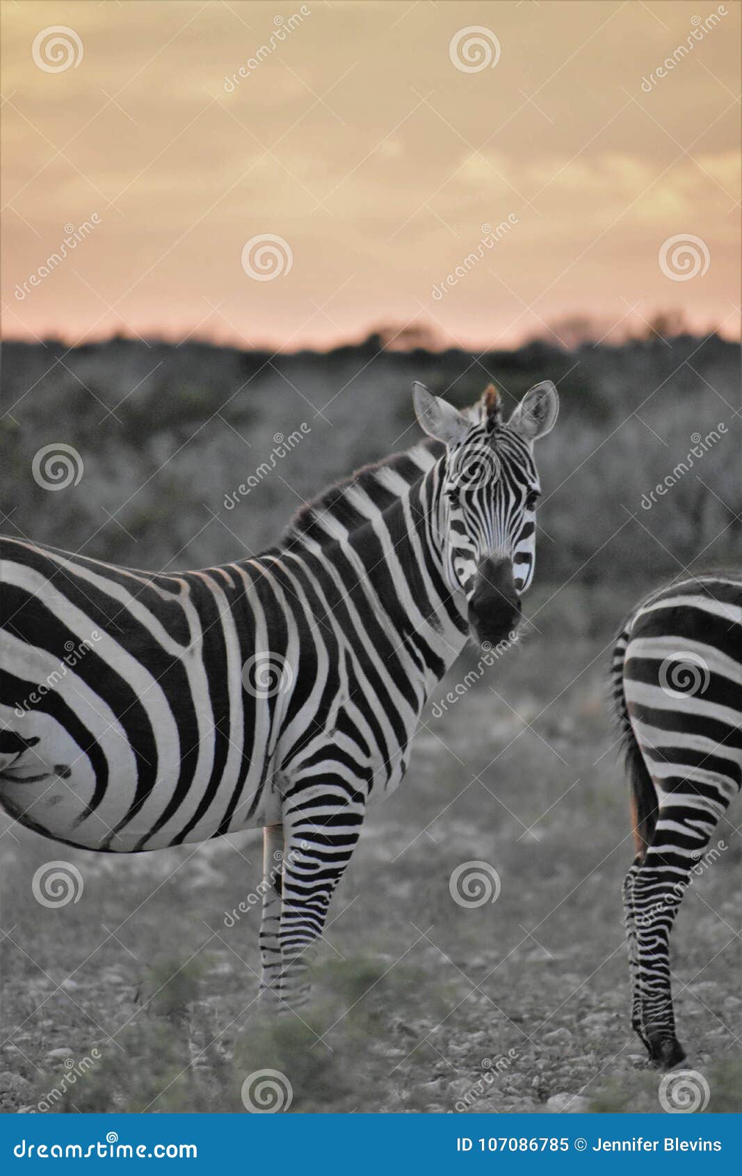 Wildlife at sunset stock image. Image of evening, grassland - 107086785