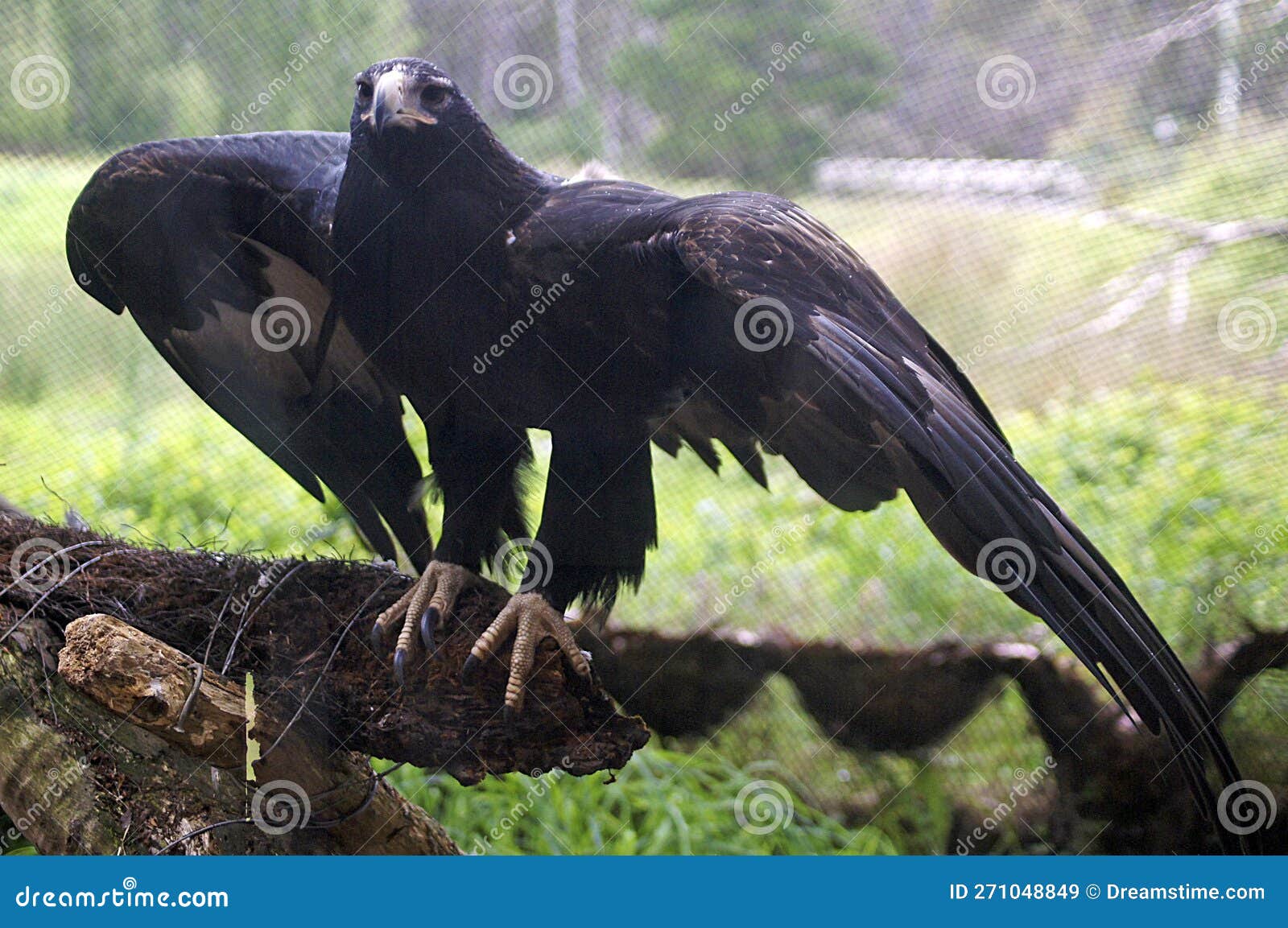 Wildlife - Tasmanian Bold Eagle, Australia Stock Image - Image of ...