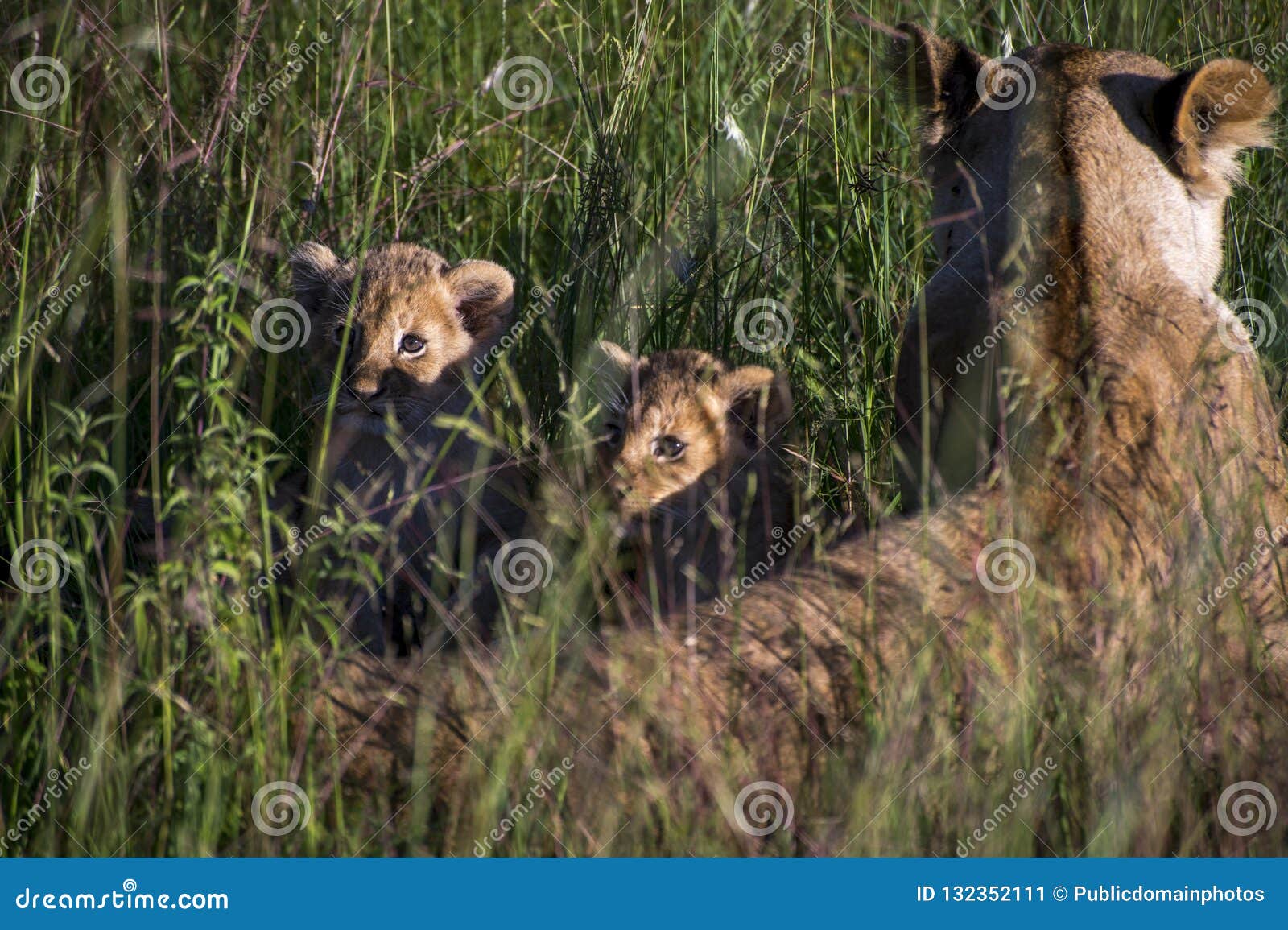 Wildlife, Terrestrial Animal, Ecosystem, Mammal Picture. Image: 132352111