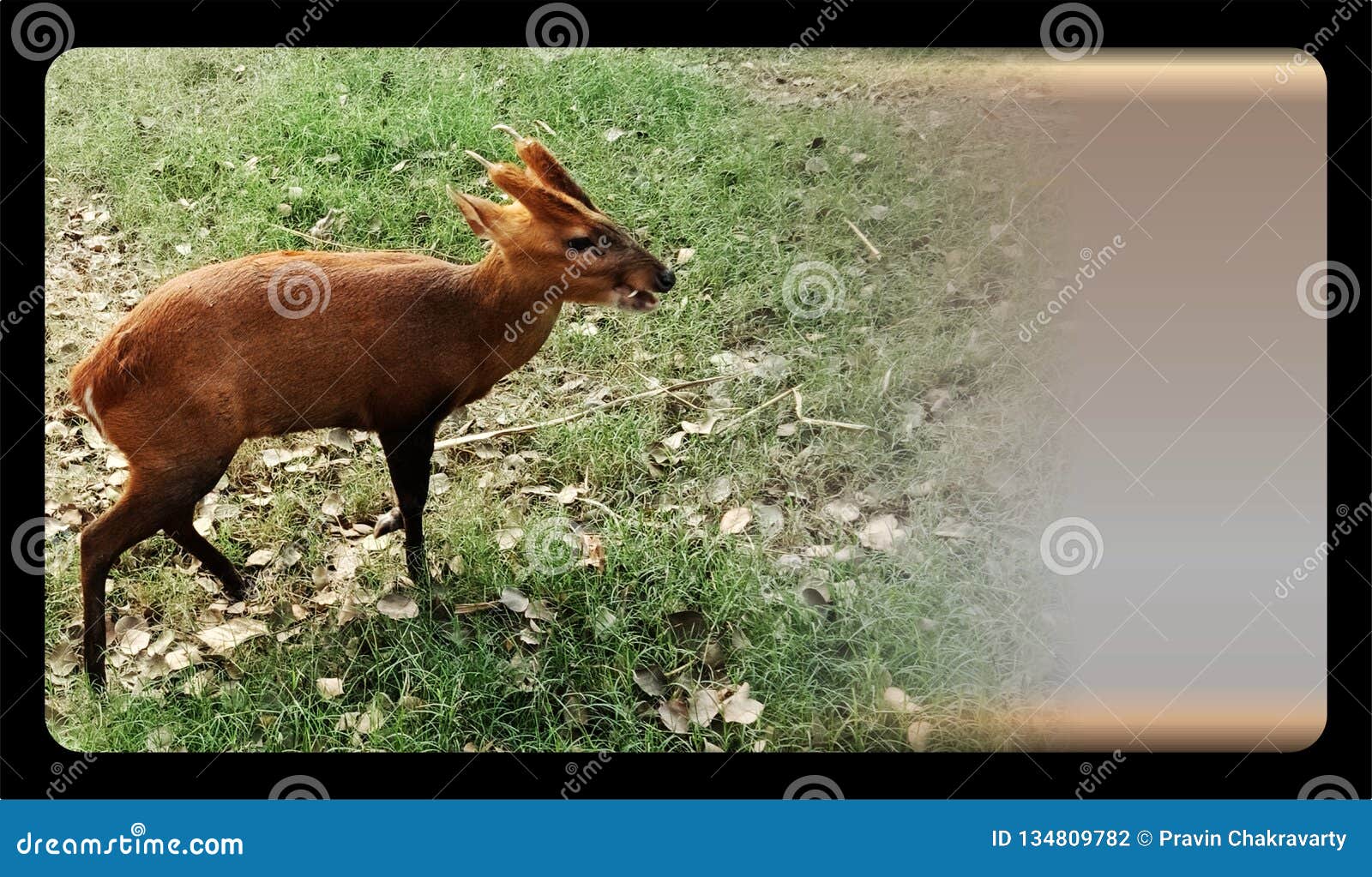 Wildlife Textured Background Template, Abstract Info Graphics Template ...