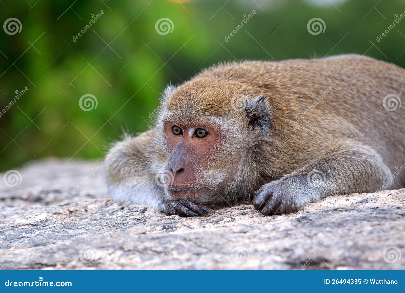 Thai Monkey Statue Stock Photo | CartoonDealer.com #58076388