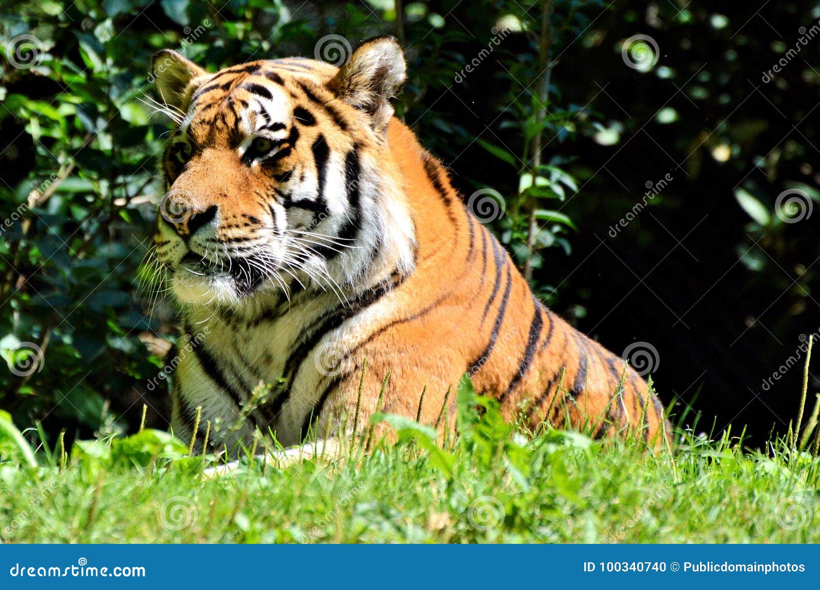Wildlife, Tiger, Terrestrial Animal, Mammal Picture. Image: 100340740