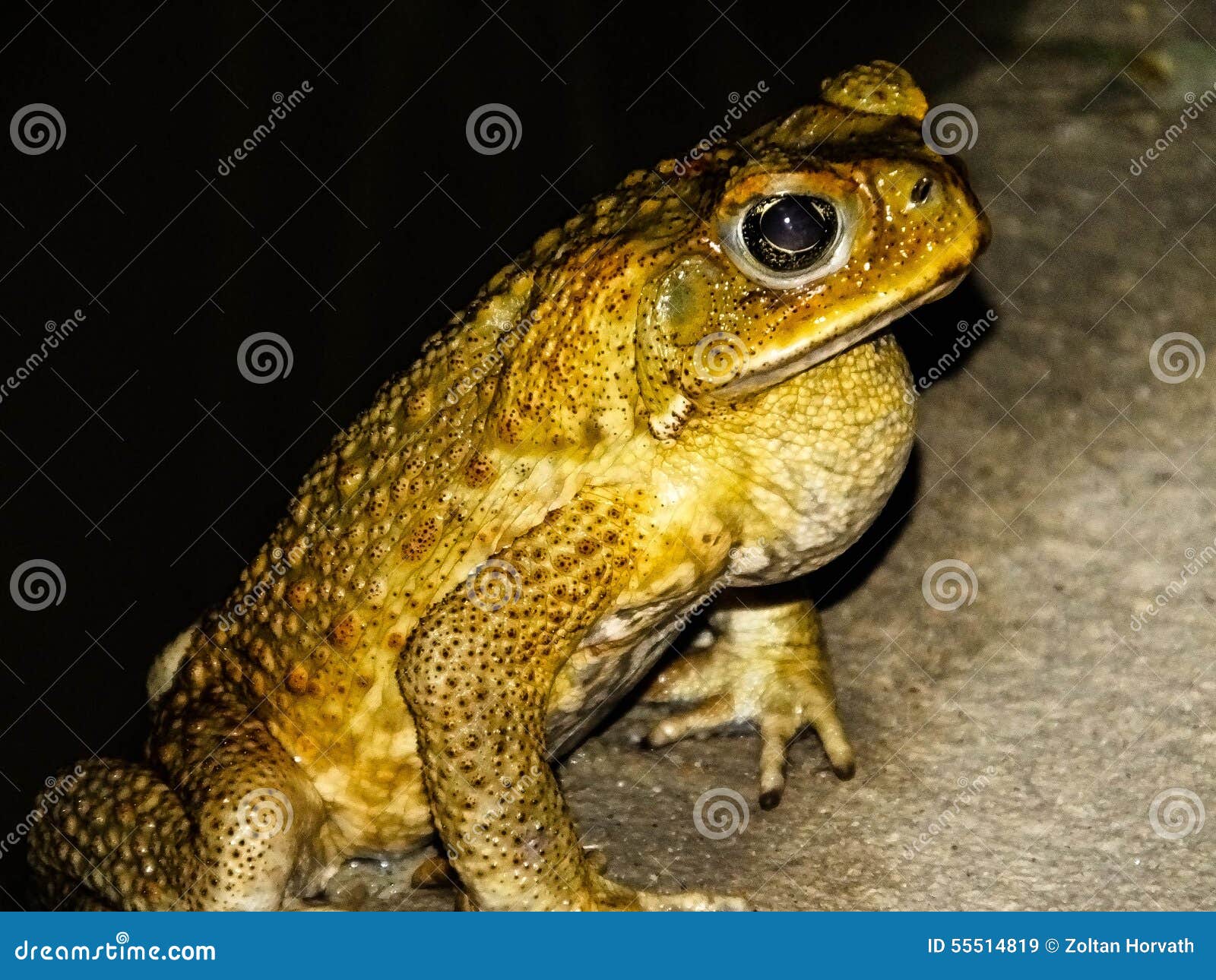 Wildlife Toad stock image. Image of nature, amphibians - 55514819
