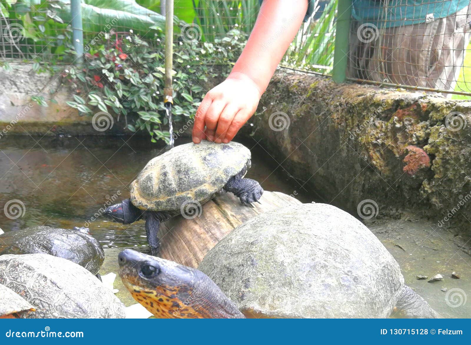 Touching a tourtle stock photo. Image of rescue, animal - 130715128
