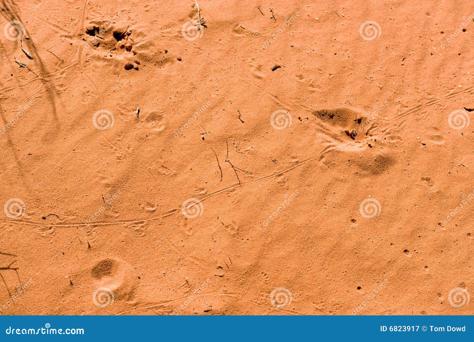 Wildlife Tracks in Desert Sand Stock Image - Image of nevada, gecko ...